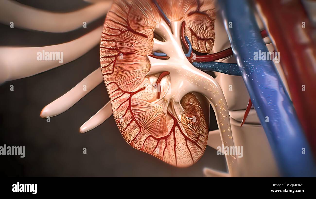 Illustrazione del rene interno immagini e fotografie stock ad alta ...