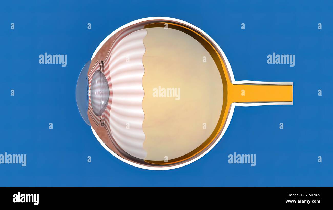 Struttura dell'occhio umano immagini e fotografie stock ad alta ...