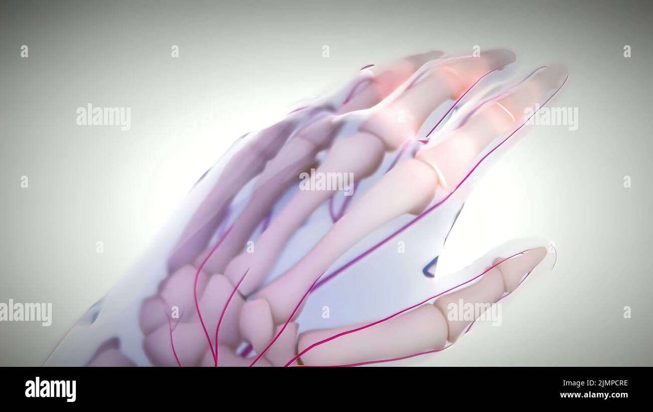 Anatomia del braccio umano immagini e fotografie stock ad alta ...