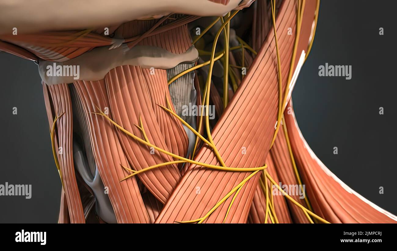 Anatomia del collo umano immagini e fotografie stock ad alta risoluzione - Pagina 2 - Alamy