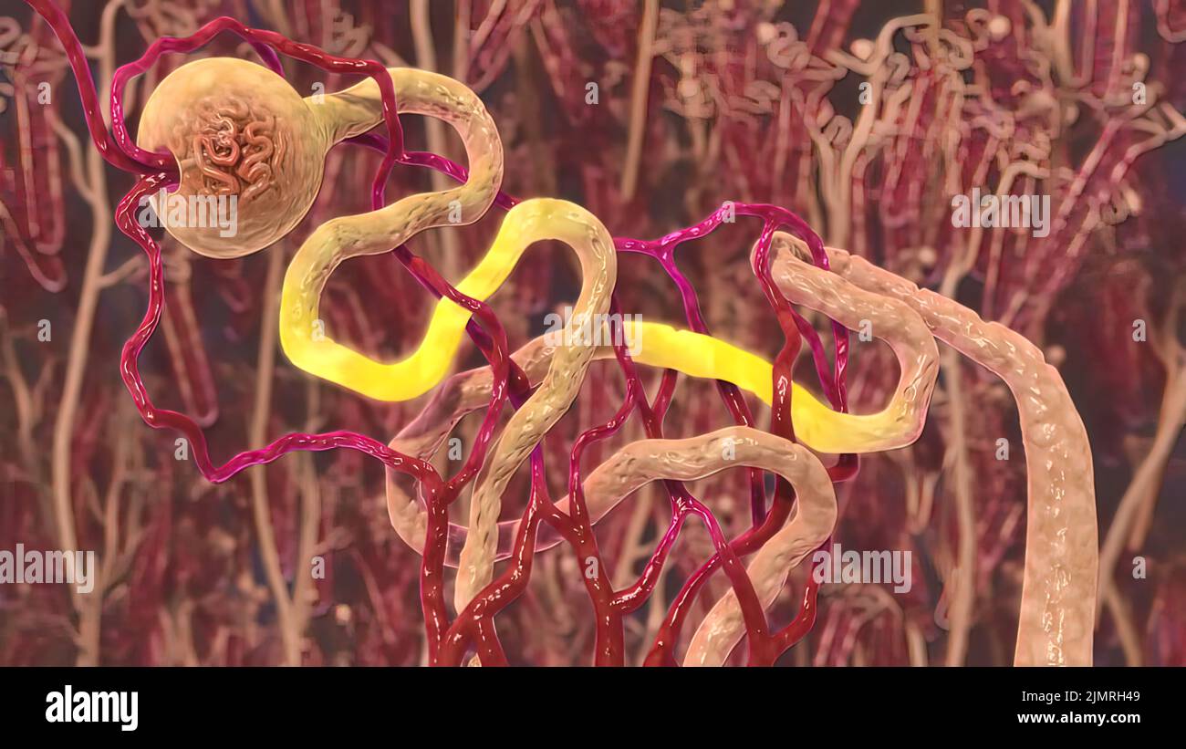 Rene umano anatomia immagini e fotografie stock ad alta risoluzione - Alamy
