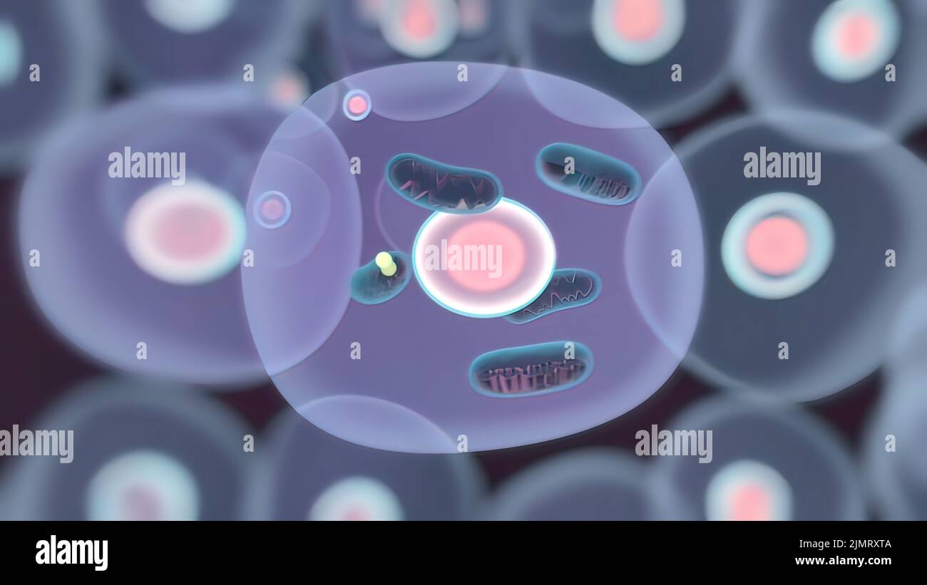 Biochimica dei mitocondri immagini e fotografie stock ad alta ...