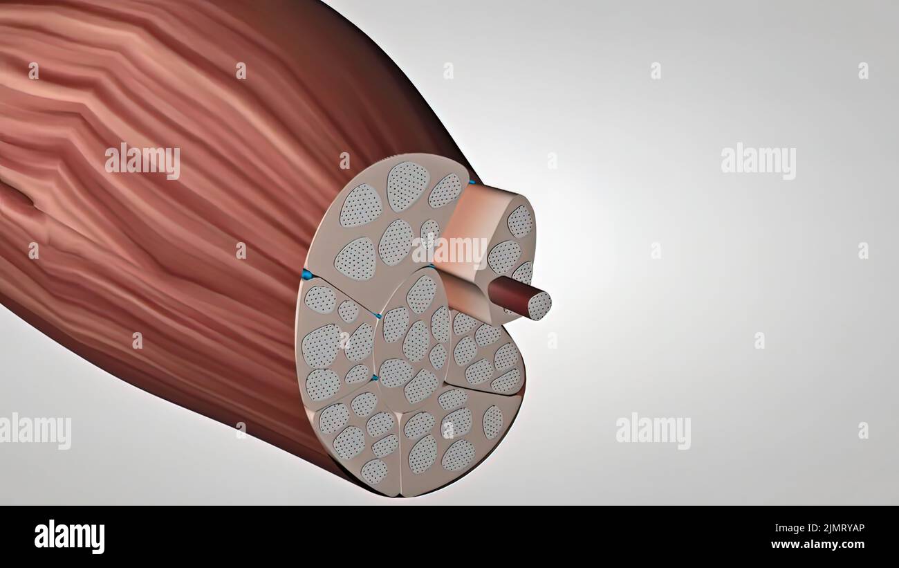 Anatomia tessuto muscolare liscio immagini e fotografie stock ad alta ...