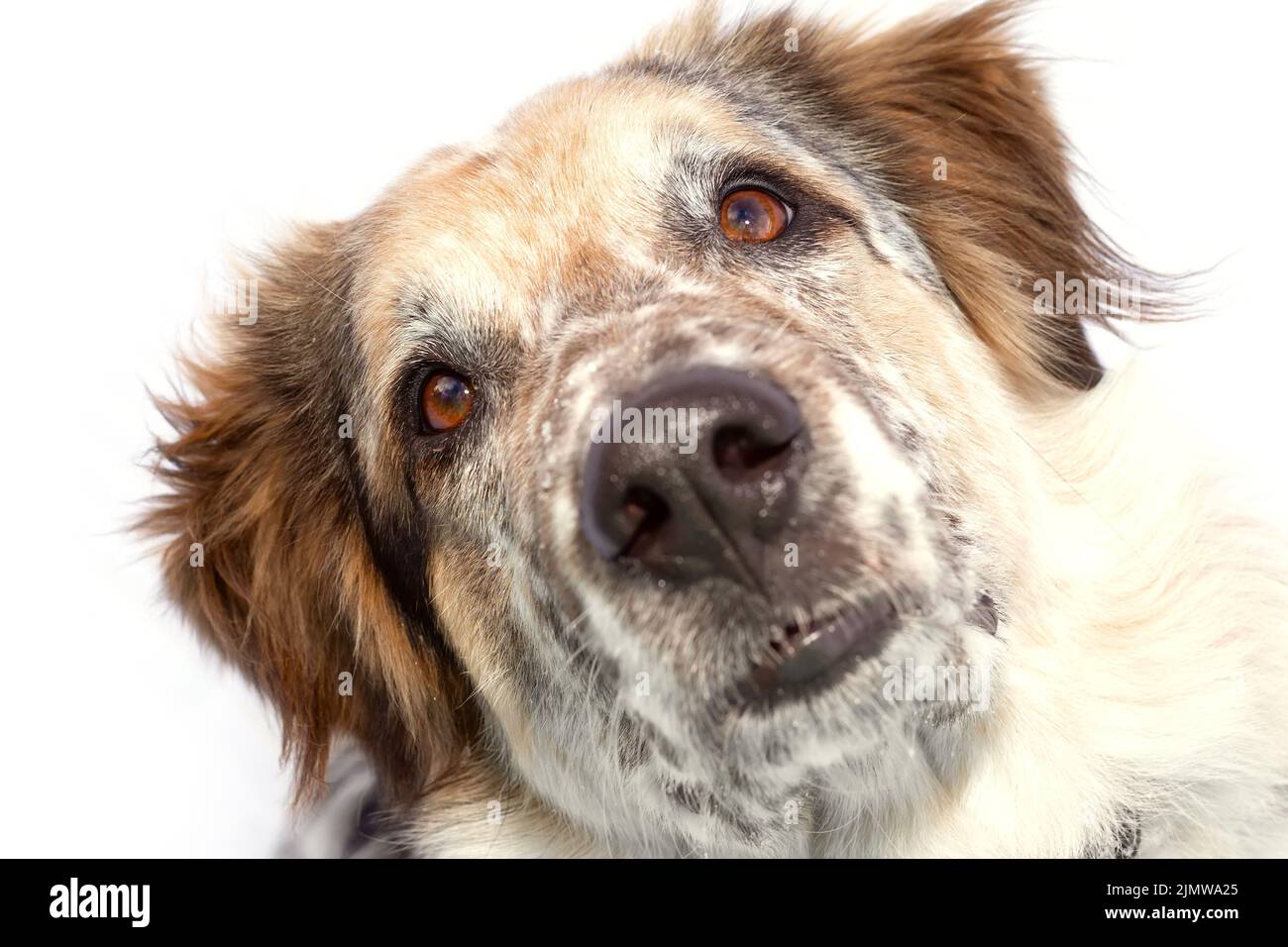 Muso cane immagini e fotografie stock ad alta risoluzione - Alamy