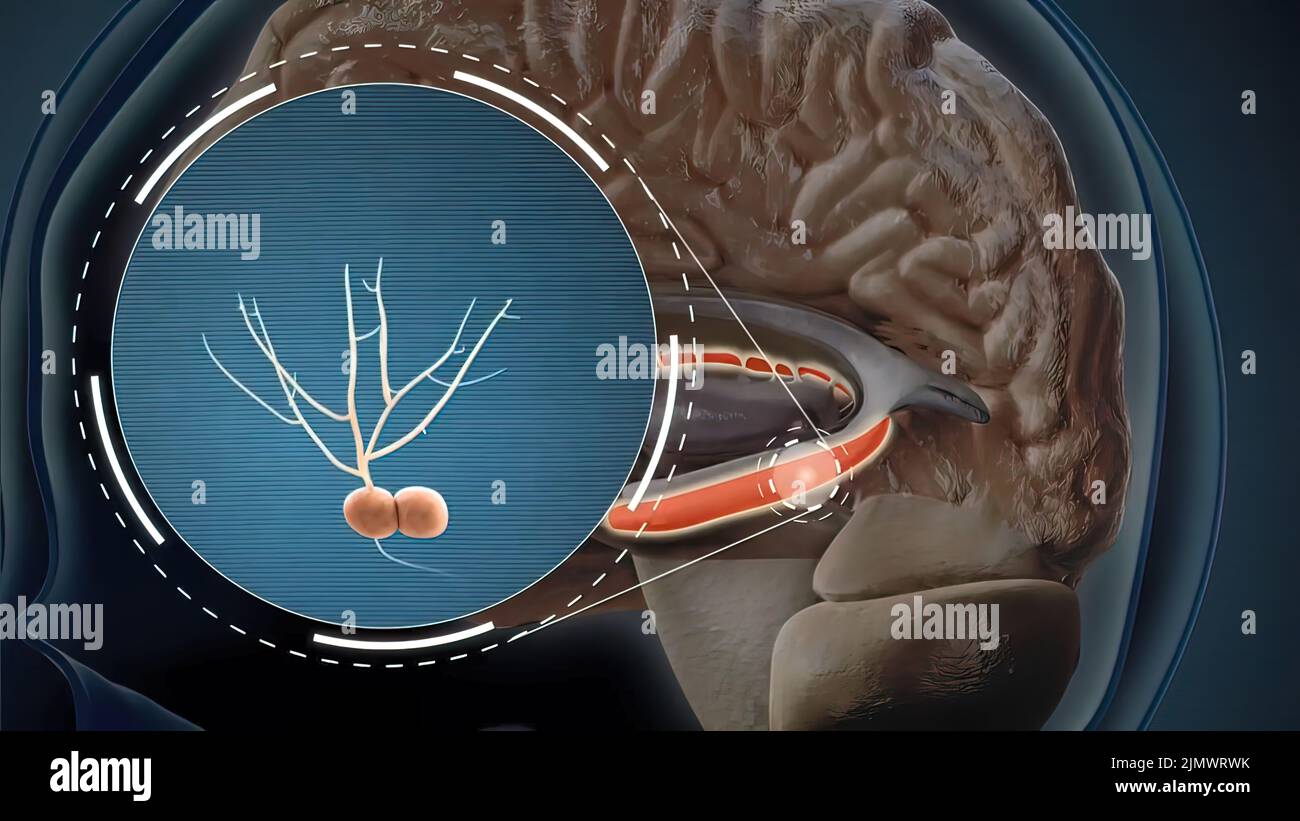 Hippocampus brain immagini e fotografie stock ad alta risoluzione - Alamy