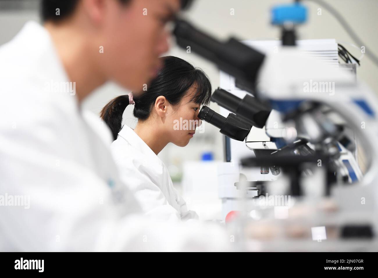 GUIYANG, CINA - 8 AGOSTO 2022 - i tecnici osservano la biomorfologia e ...