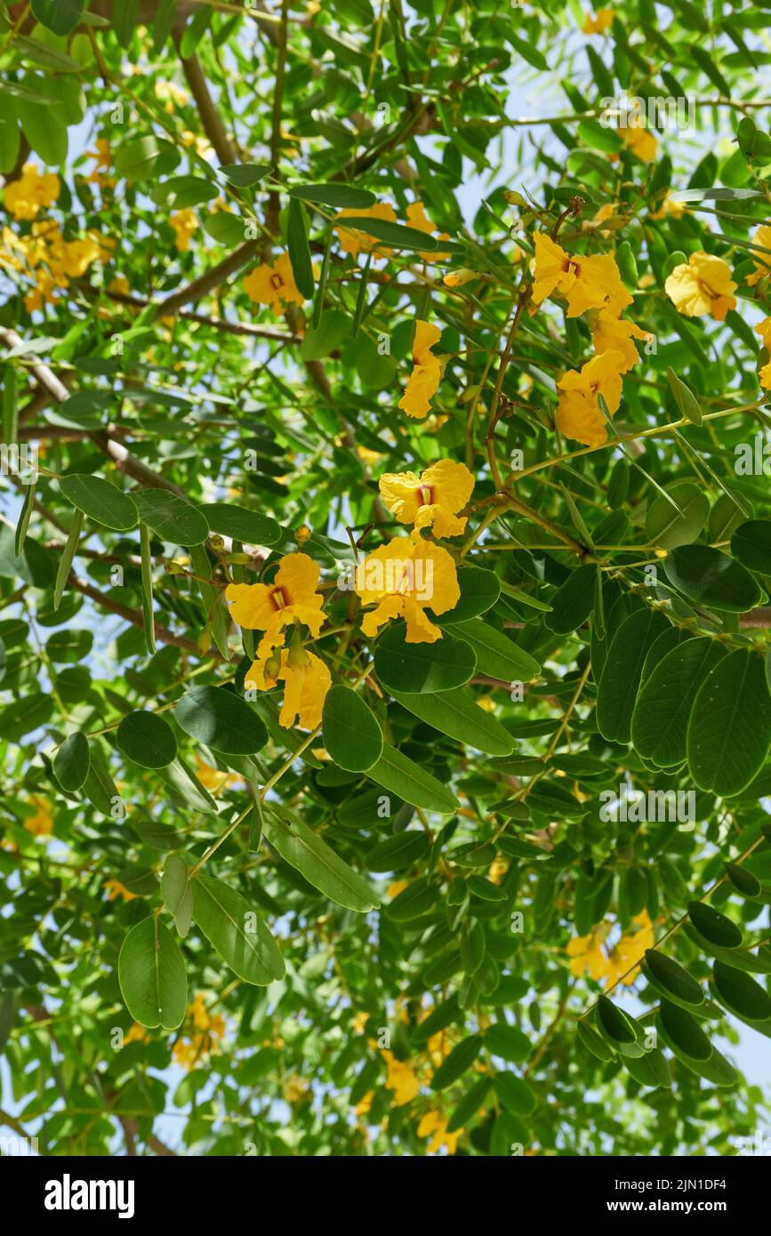 Tipuana tipu albero di palissandro immagini e fotografie stock ad alta ...