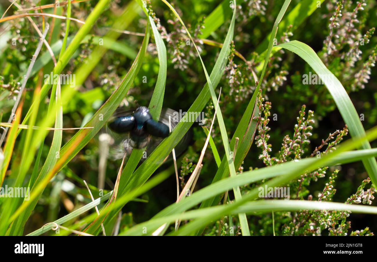 Insetti coprofagi immagini e fotografie stock ad alta risoluzione - Alamy