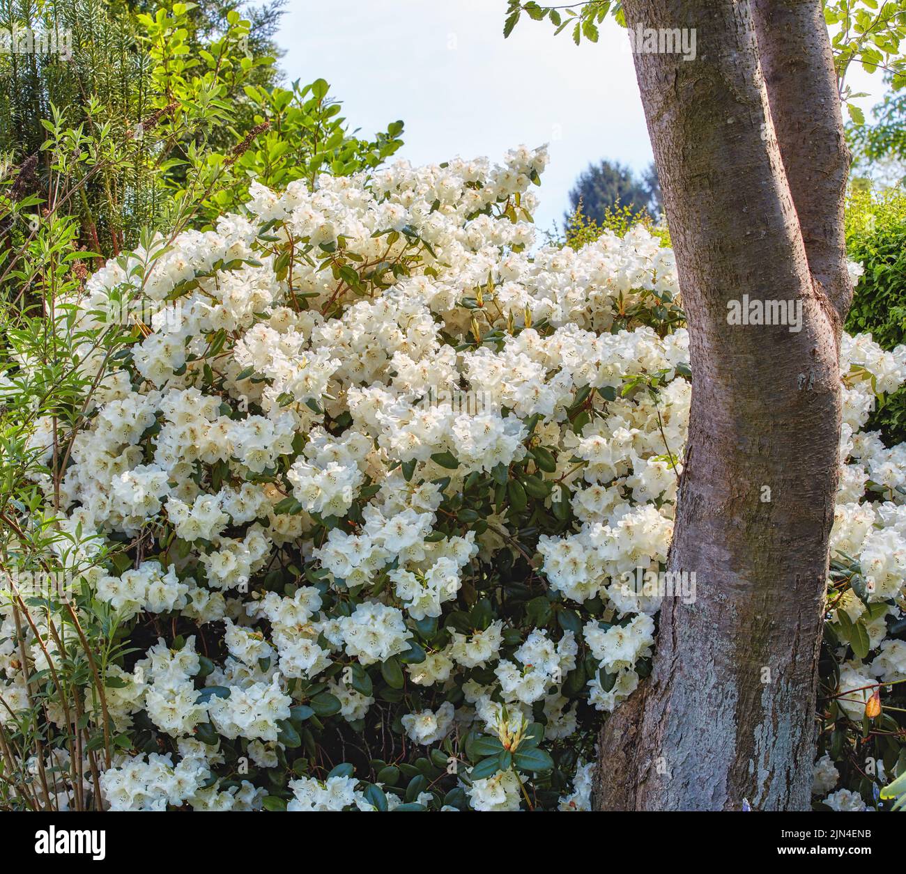 Rododendro bianco in giardino immagini e fotografie stock ad alta ...