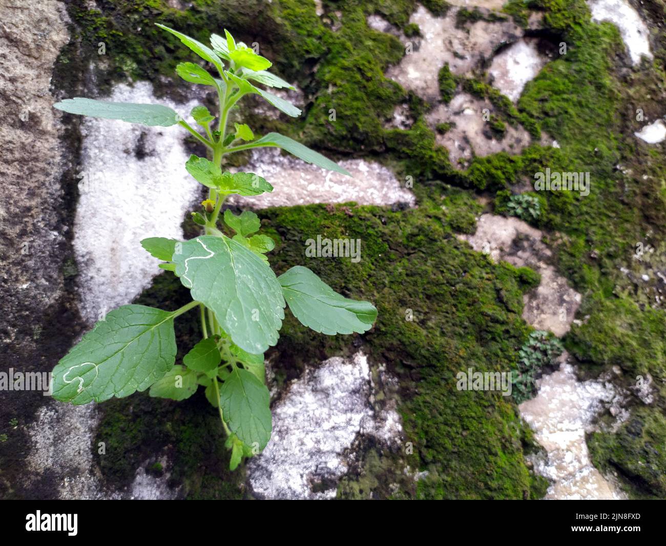 Piantina che cresce sul muro immagini e fotografie stock ad alta ...