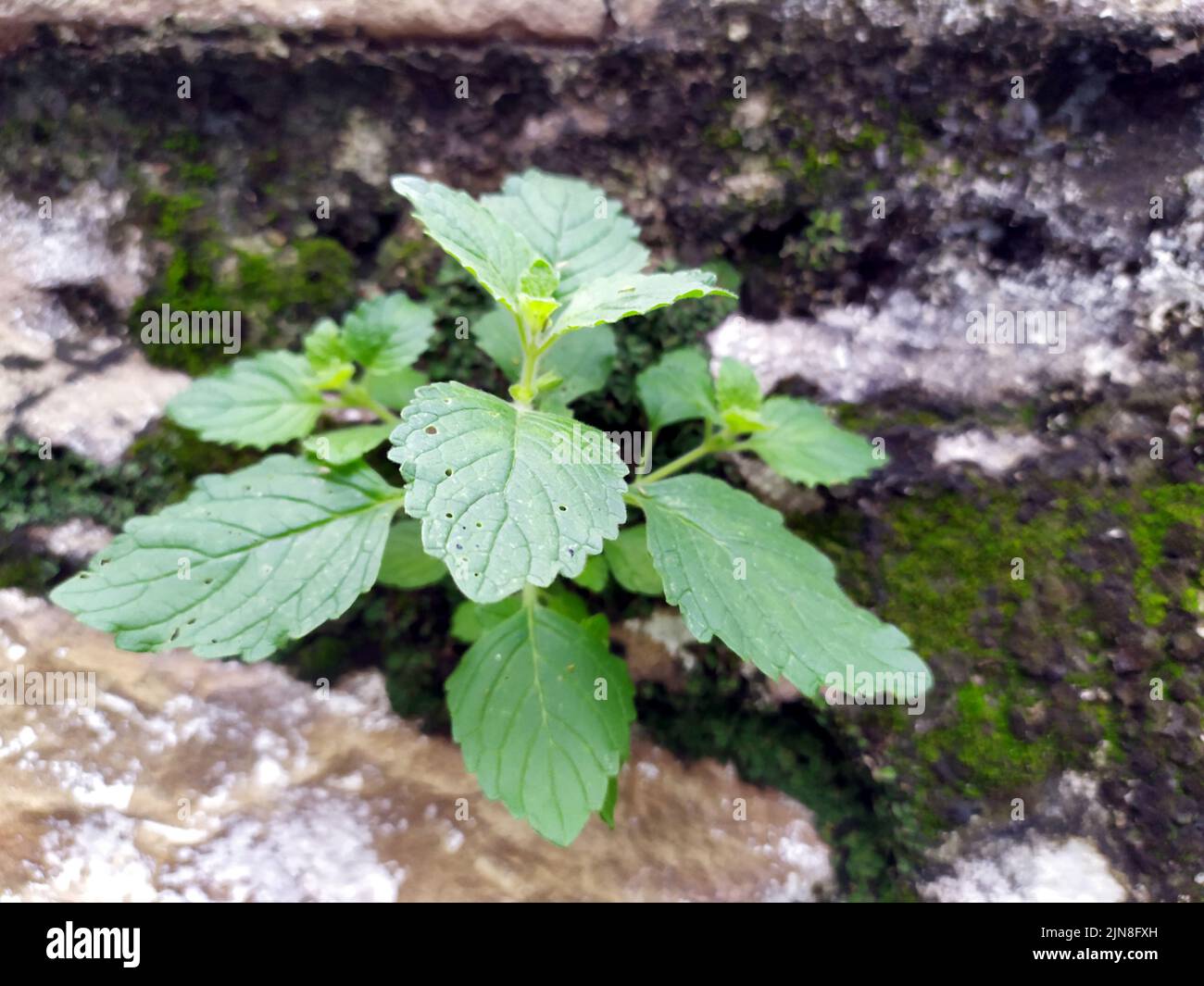 Piantina che cresce sul muro immagini e fotografie stock ad alta ...