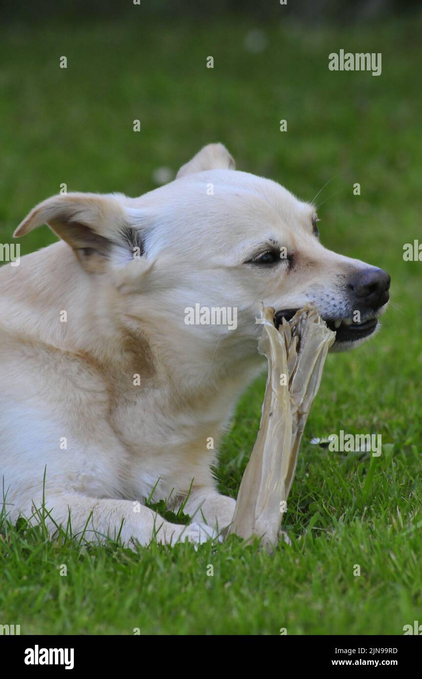Osso per cane immagini e fotografie stock ad alta risoluzione - Alamy