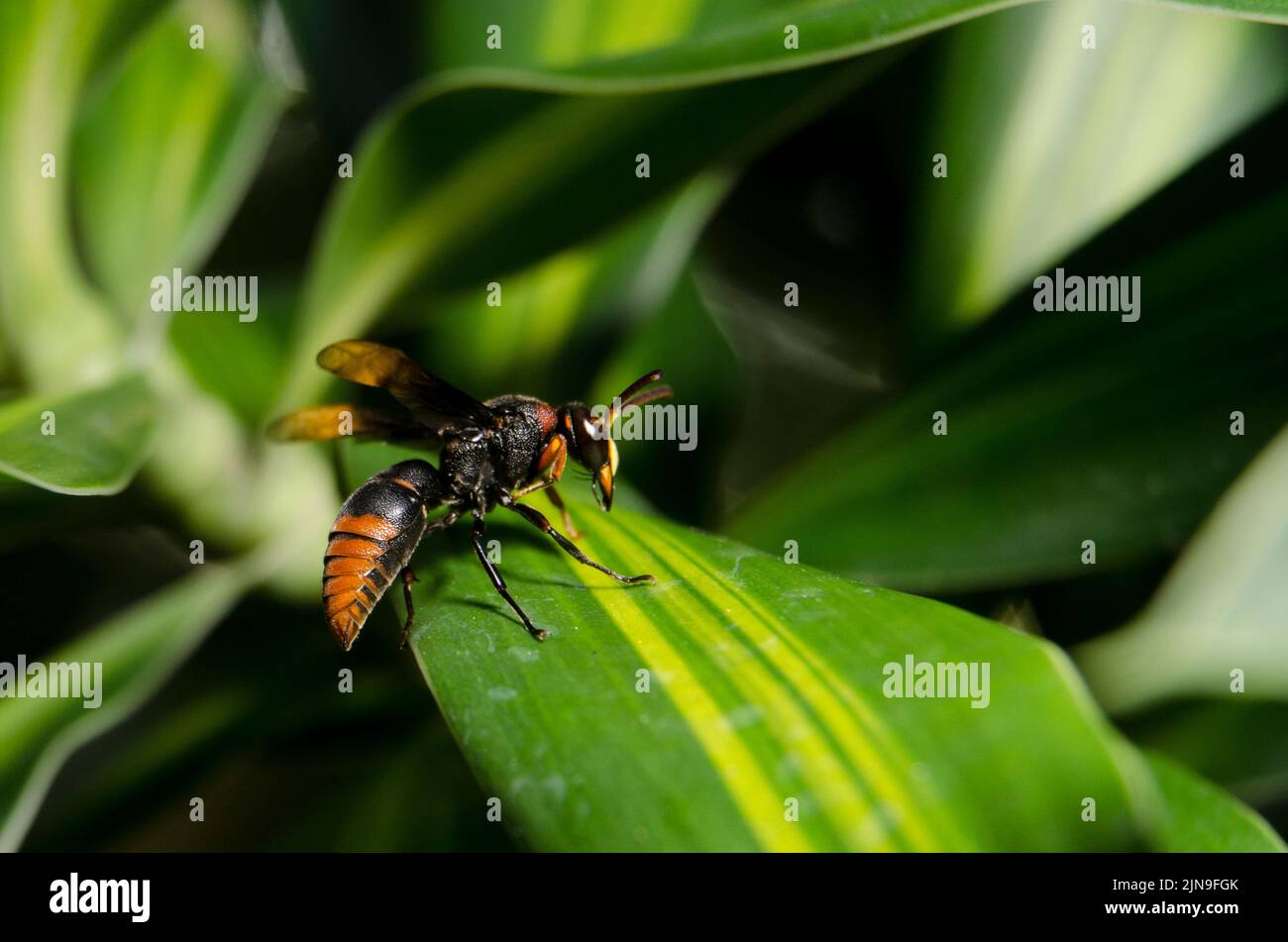 Calabrone nero asiatico immagini e fotografie stock ad alta risoluzione ...