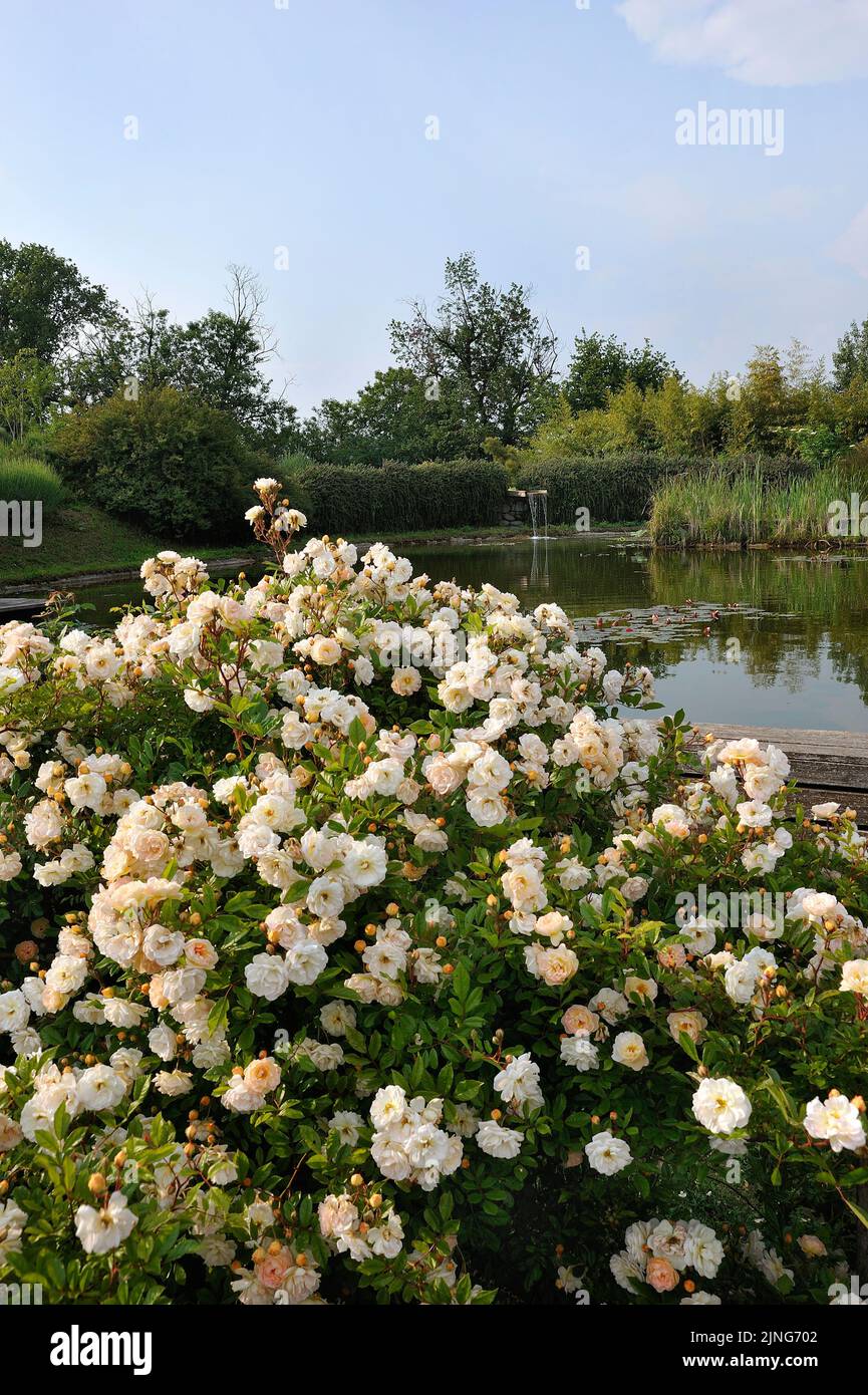 Lago di rose immagini e fotografie stock ad alta risoluzione - Alamy