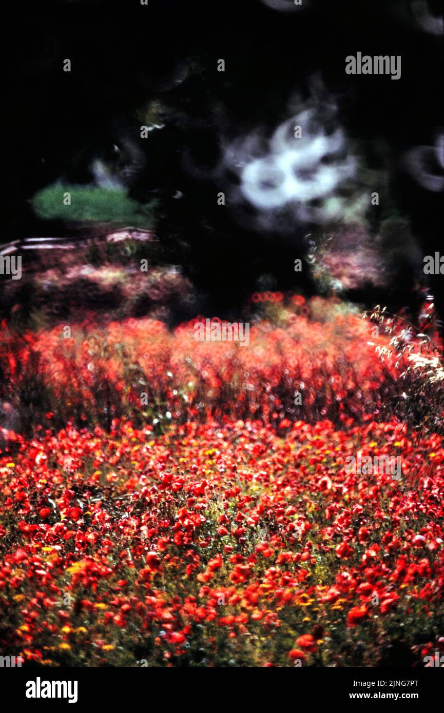 Monet papaveri immagini e fotografie stock ad alta risoluzione - Alamy