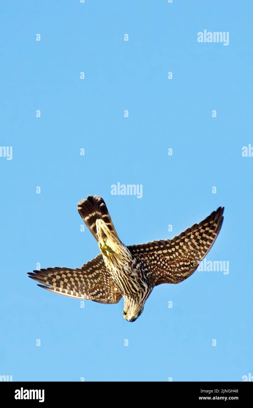 Falco di merlin immagini e fotografie stock ad alta risoluzione - Alamy