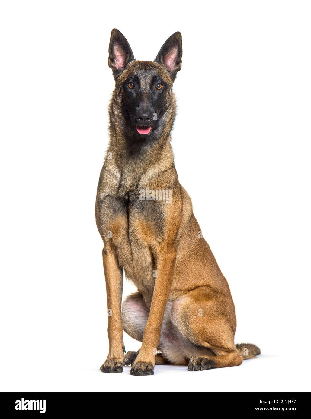 Pastore belga malinois Immagini senza sfondo e Foto Stock ritagliate ...