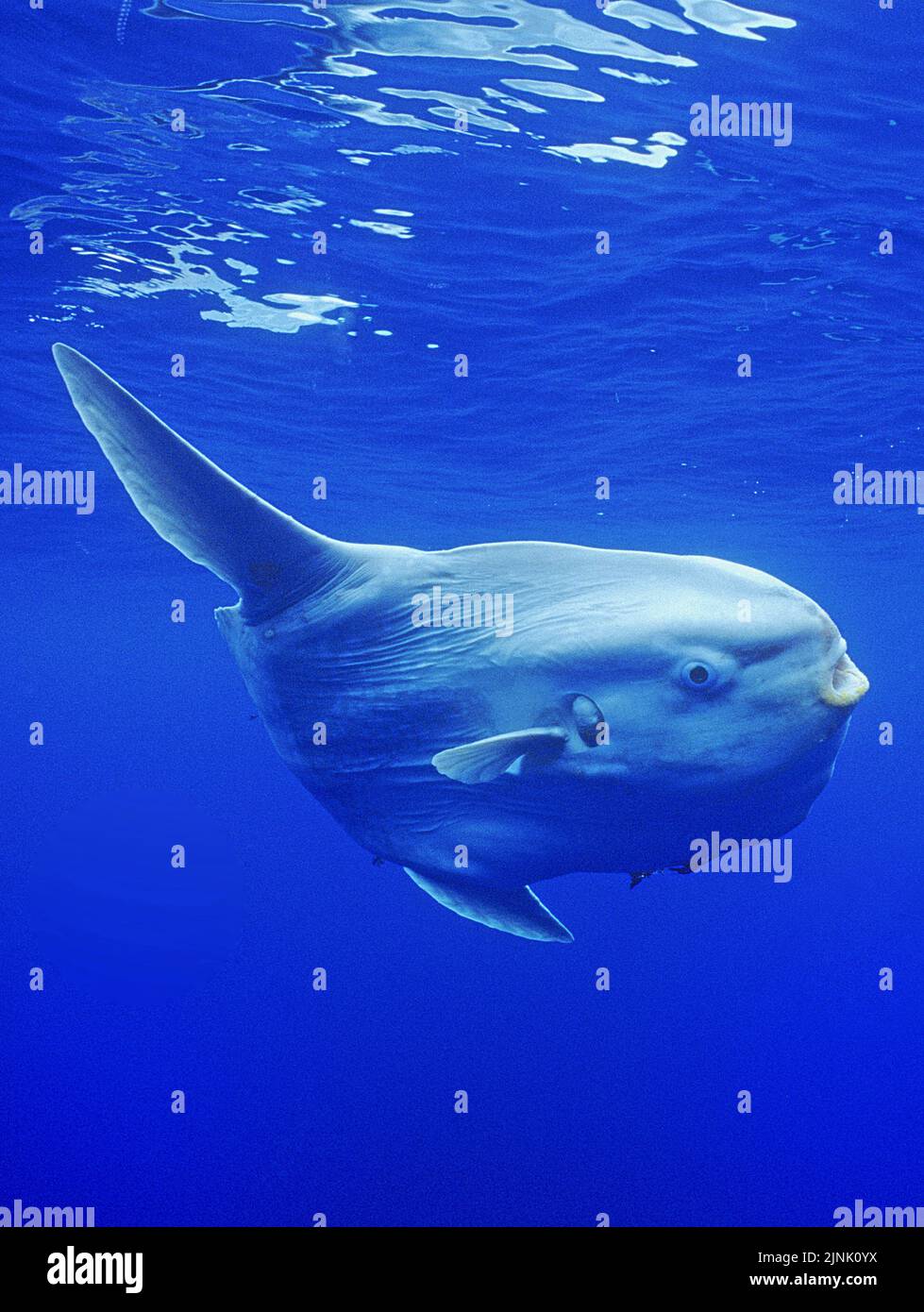 Pesce luna immagini e fotografie stock ad alta risoluzione - Alamy