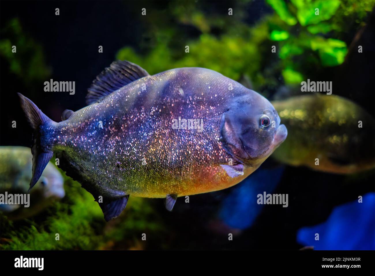 O 1 1 pygocentrus nattereri immagini e fotografie stock ad alta ...