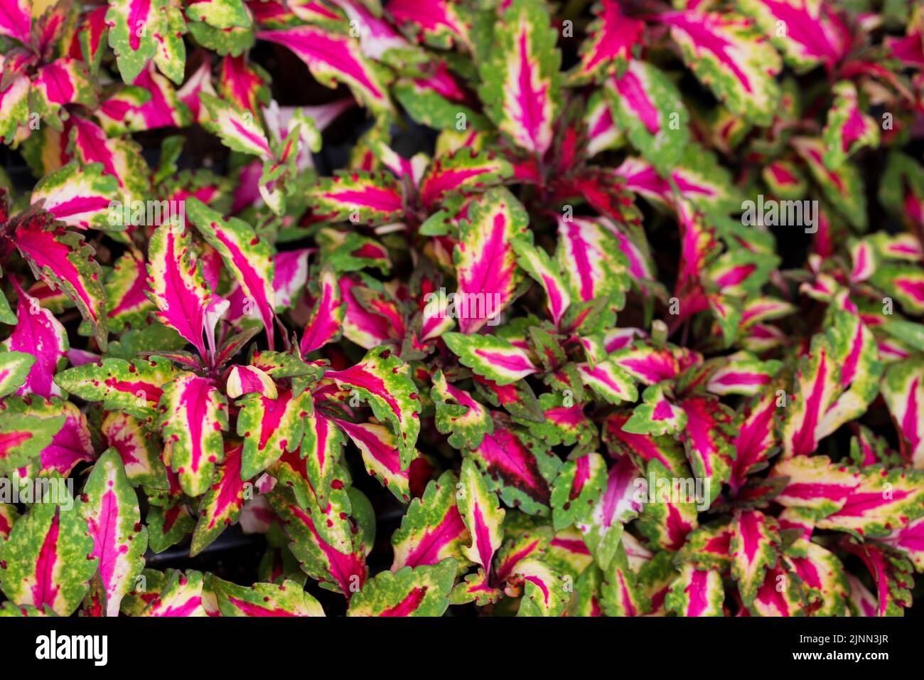 Piante coleus al roseto immagini e fotografie stock ad alta risoluzione ...