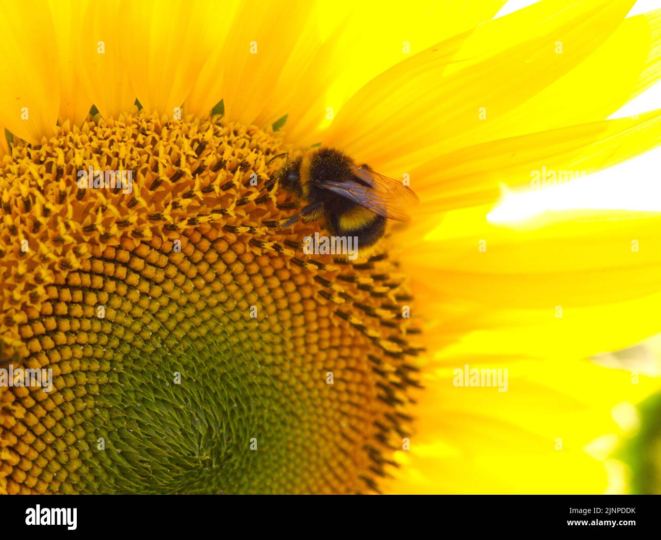 Fiori di van gogh immagini e fotografie stock ad alta risoluzione - Alamy