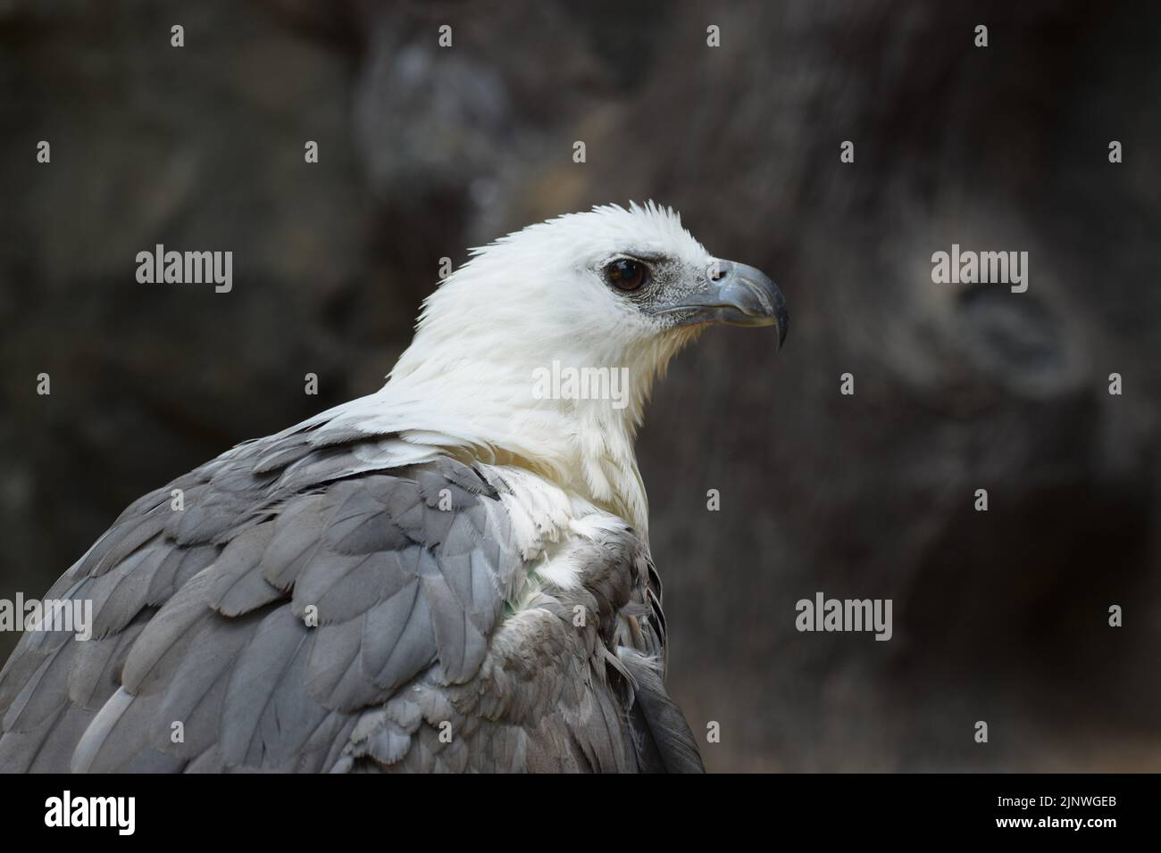 Poiana codabianca immagini e fotografie stock ad alta risoluzione - Alamy