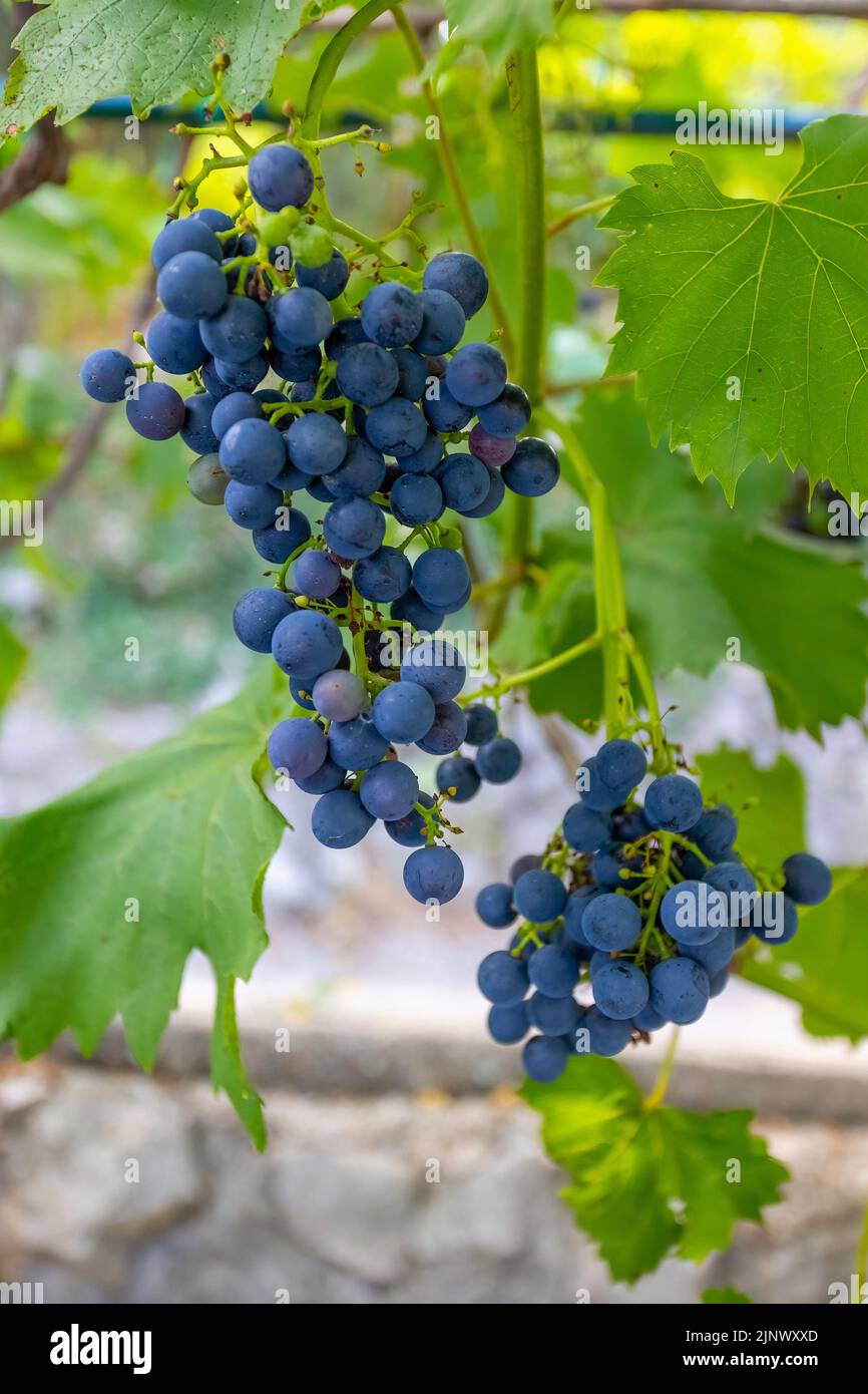Frutto dell'uva rossa immagini e fotografie stock ad alta risoluzione ...