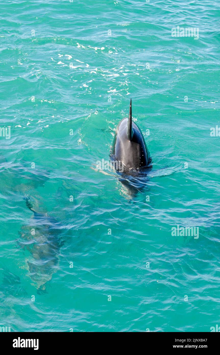 Cialde di delfini Dusky (Lagenorhynchus obscurus) che eseguono le loro ...