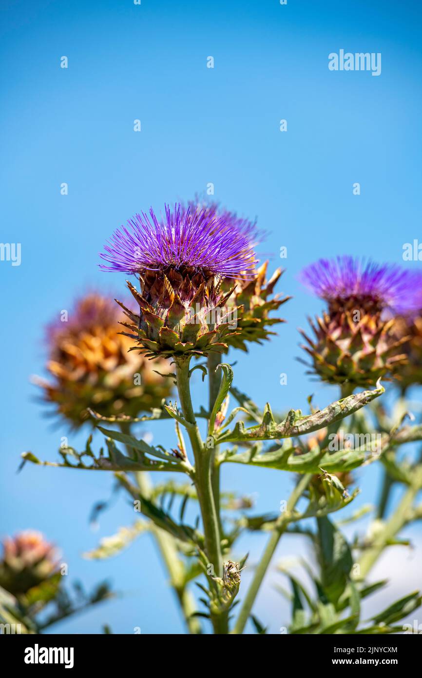 cardi giganti, simbolo della scozia, teste di cardi, fiori viola ...