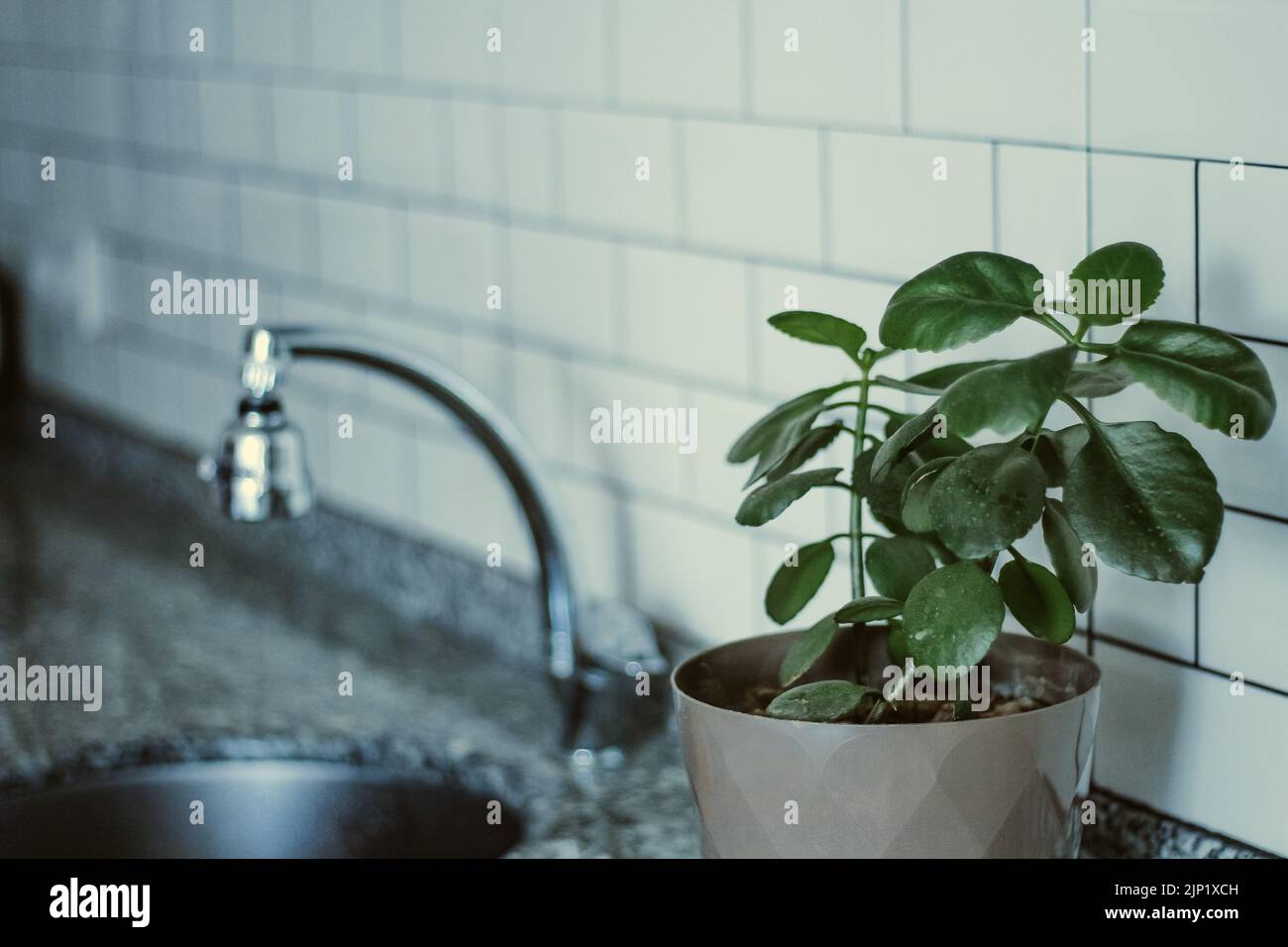 Pianta che cresce in vaso immagini e fotografie stock ad alta ...