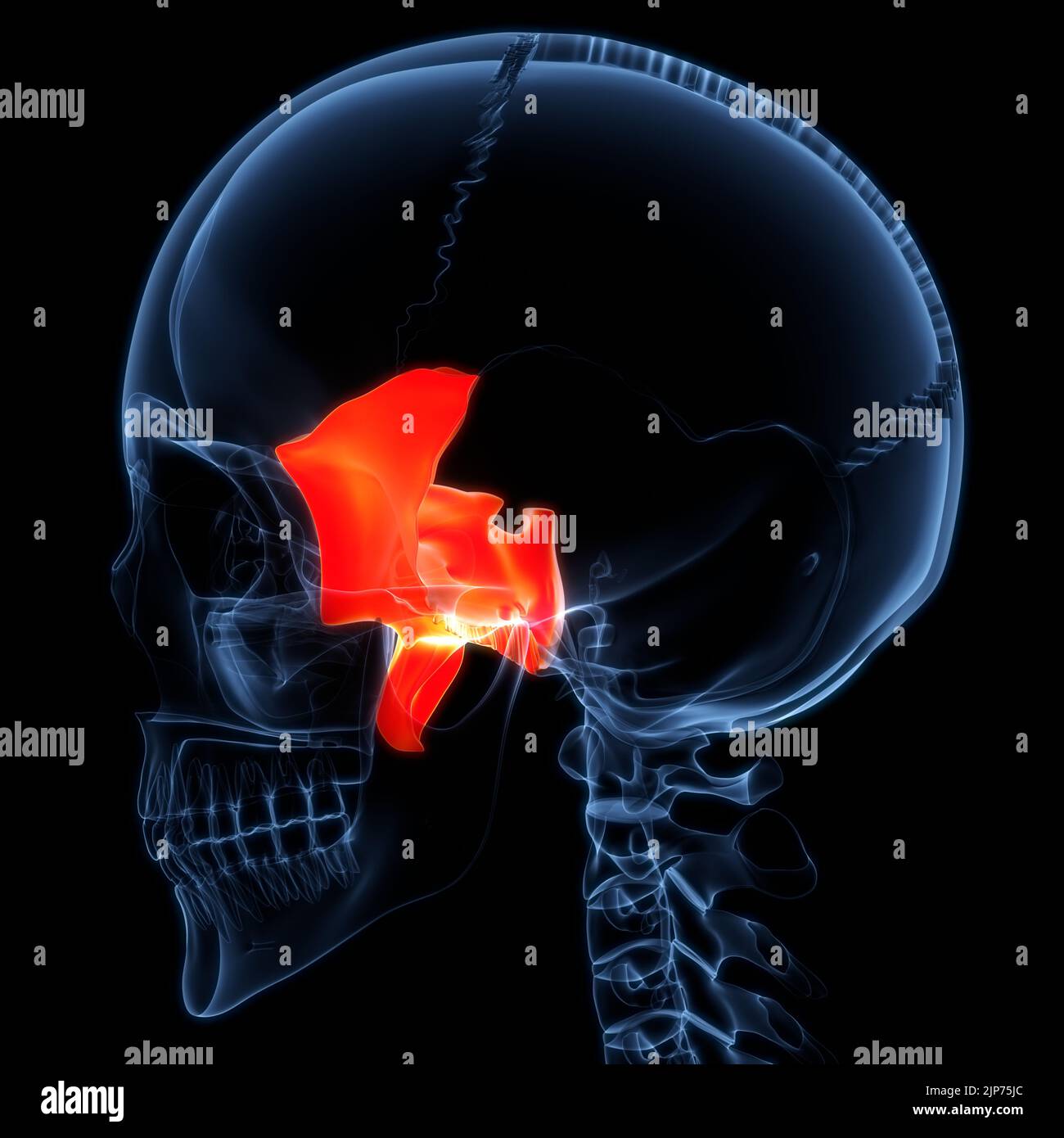 Anatomia umana del cranio e scheletro immagini e fotografie stock ad ...