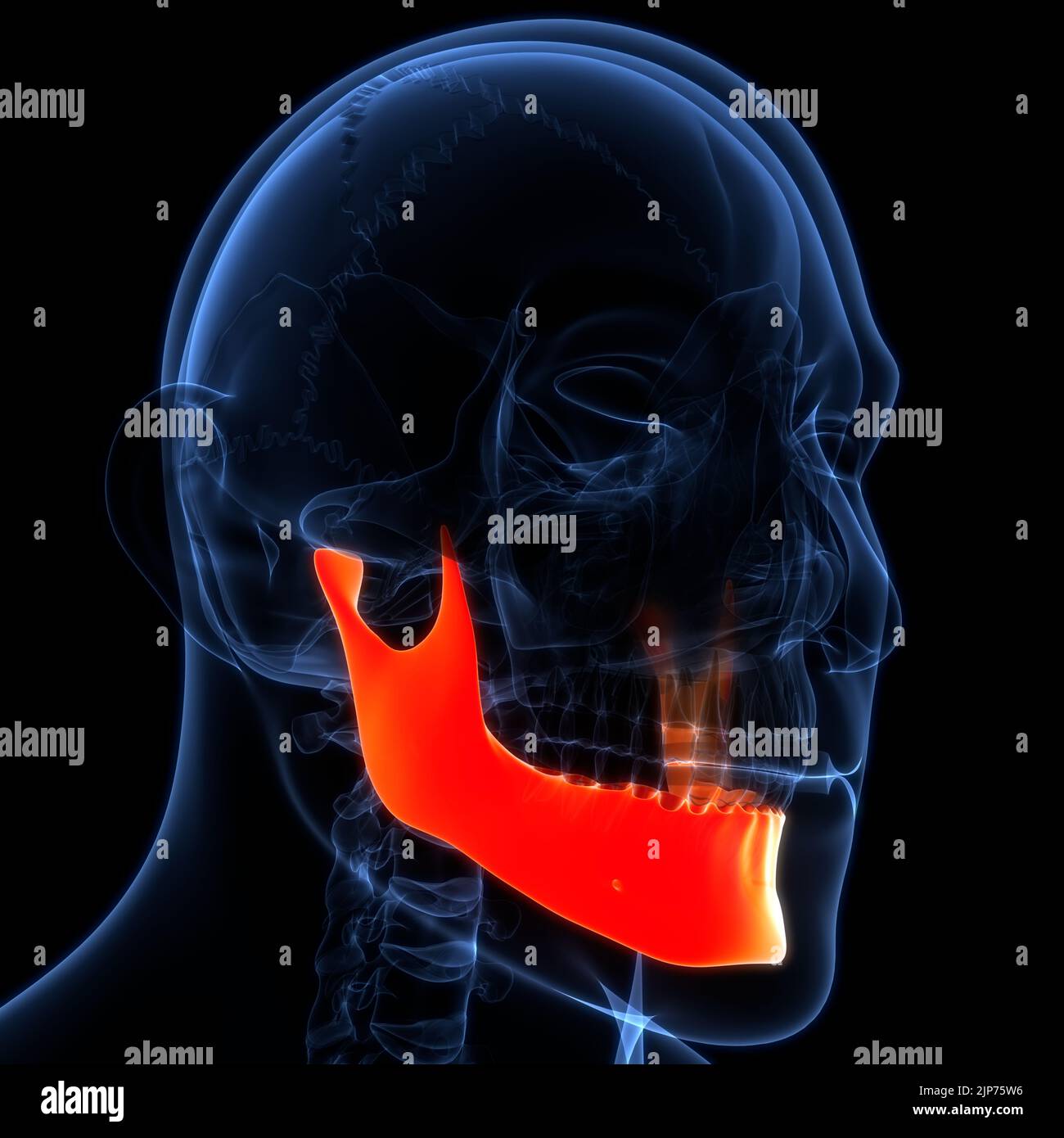 Scheletro di anatomia immagini e fotografie stock ad alta risoluzione ...