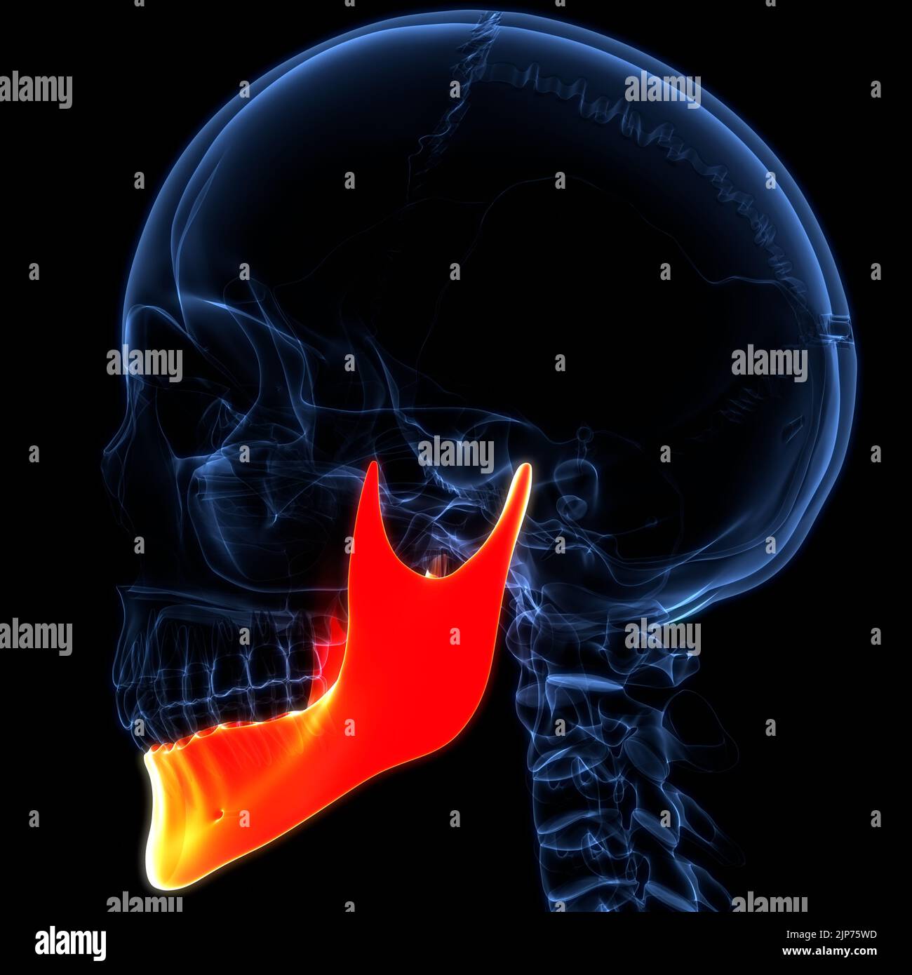Anatomia umana del cranio e scheletro immagini e fotografie stock ad ...