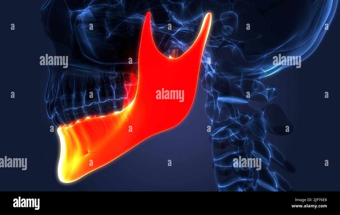Anatomia umana del cranio e scheletro immagini e fotografie stock ad ...
