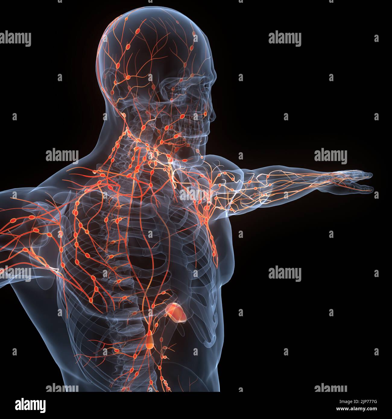 Anatomia dei linfonodi del sistema interno umano Foto stock - Alamy