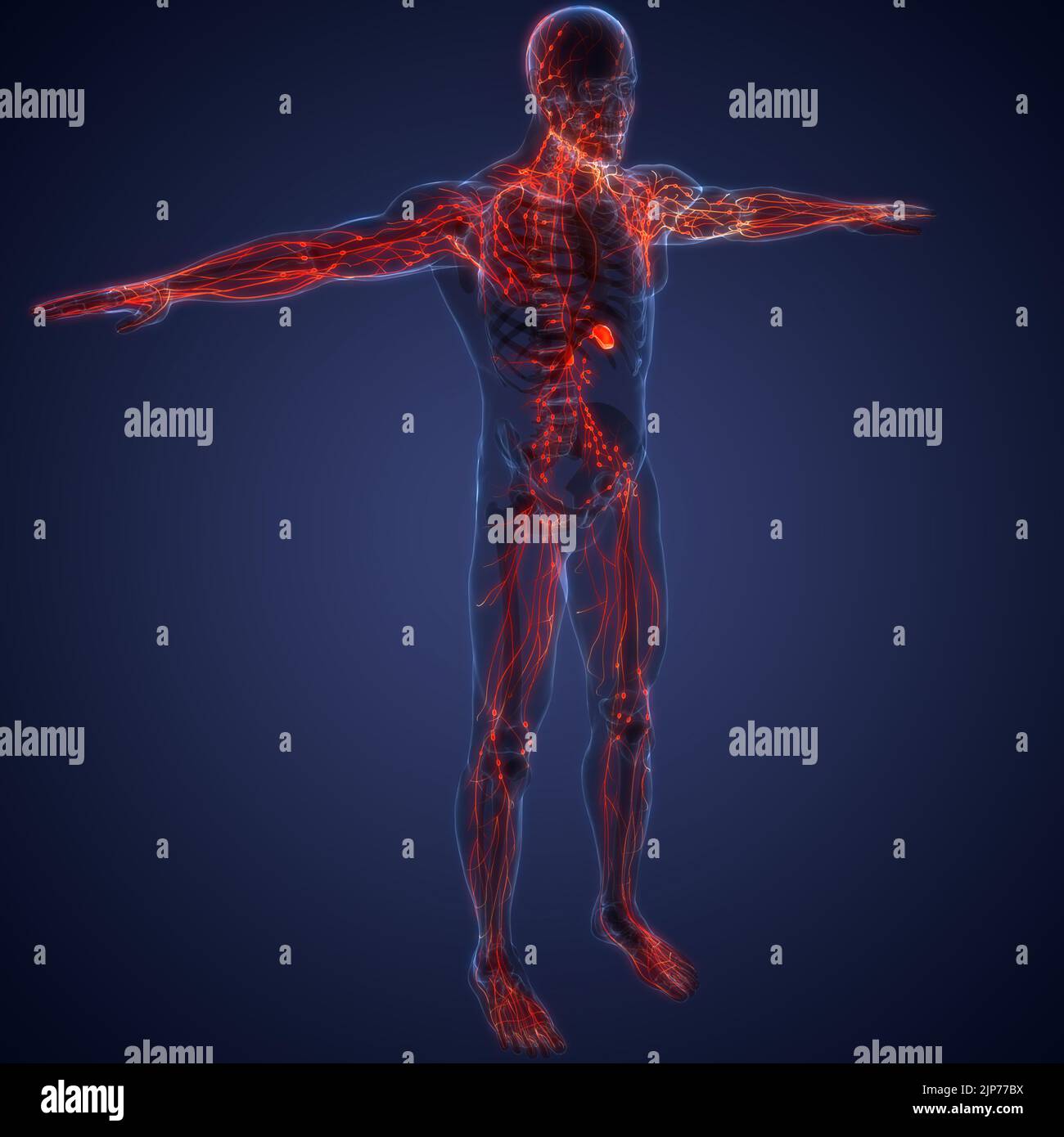 Anatomia dei linfonodi del sistema interno umano Foto stock - Alamy