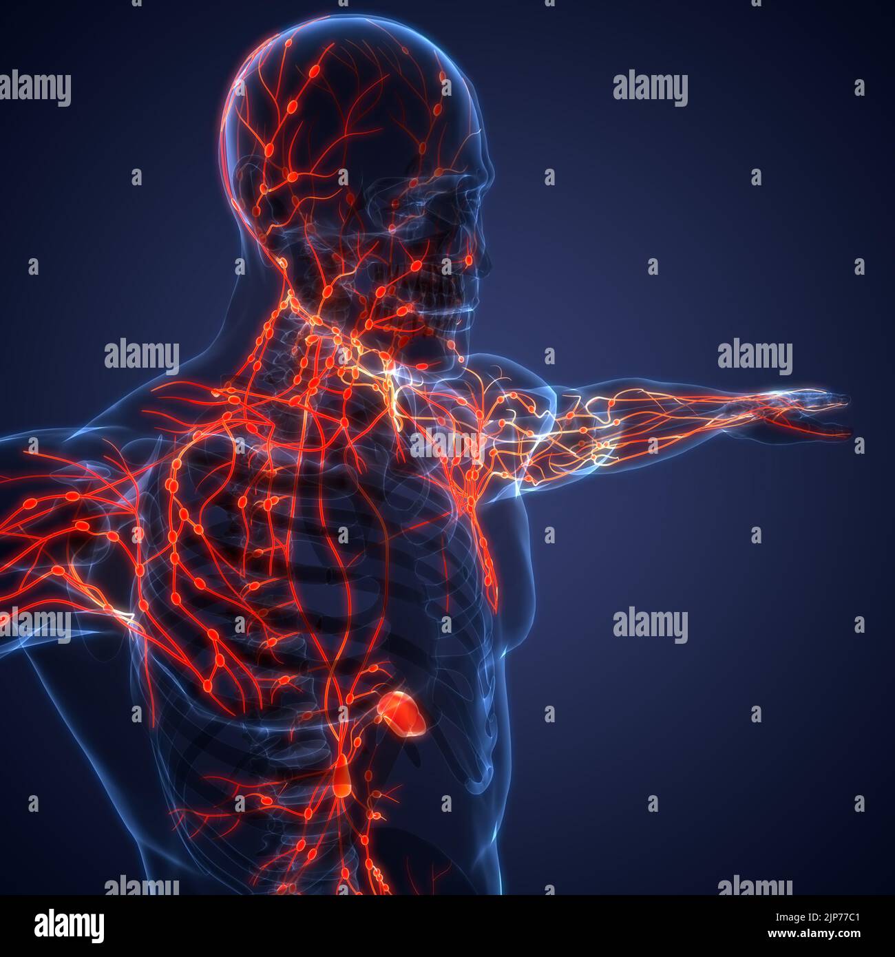Anatomia dei linfonodi del sistema interno umano Foto stock - Alamy