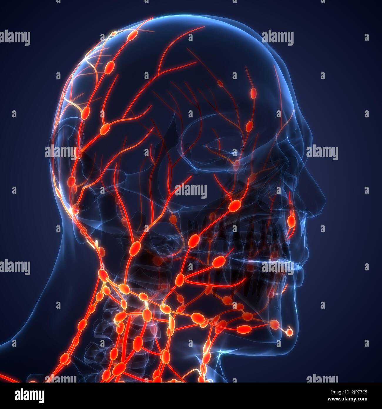 Anatomia dei linfonodi del sistema interno umano Foto stock - Alamy