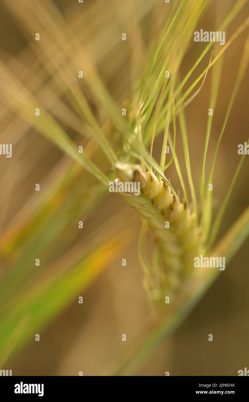 Strati di orzo immagini e fotografie stock ad alta risoluzione - Alamy