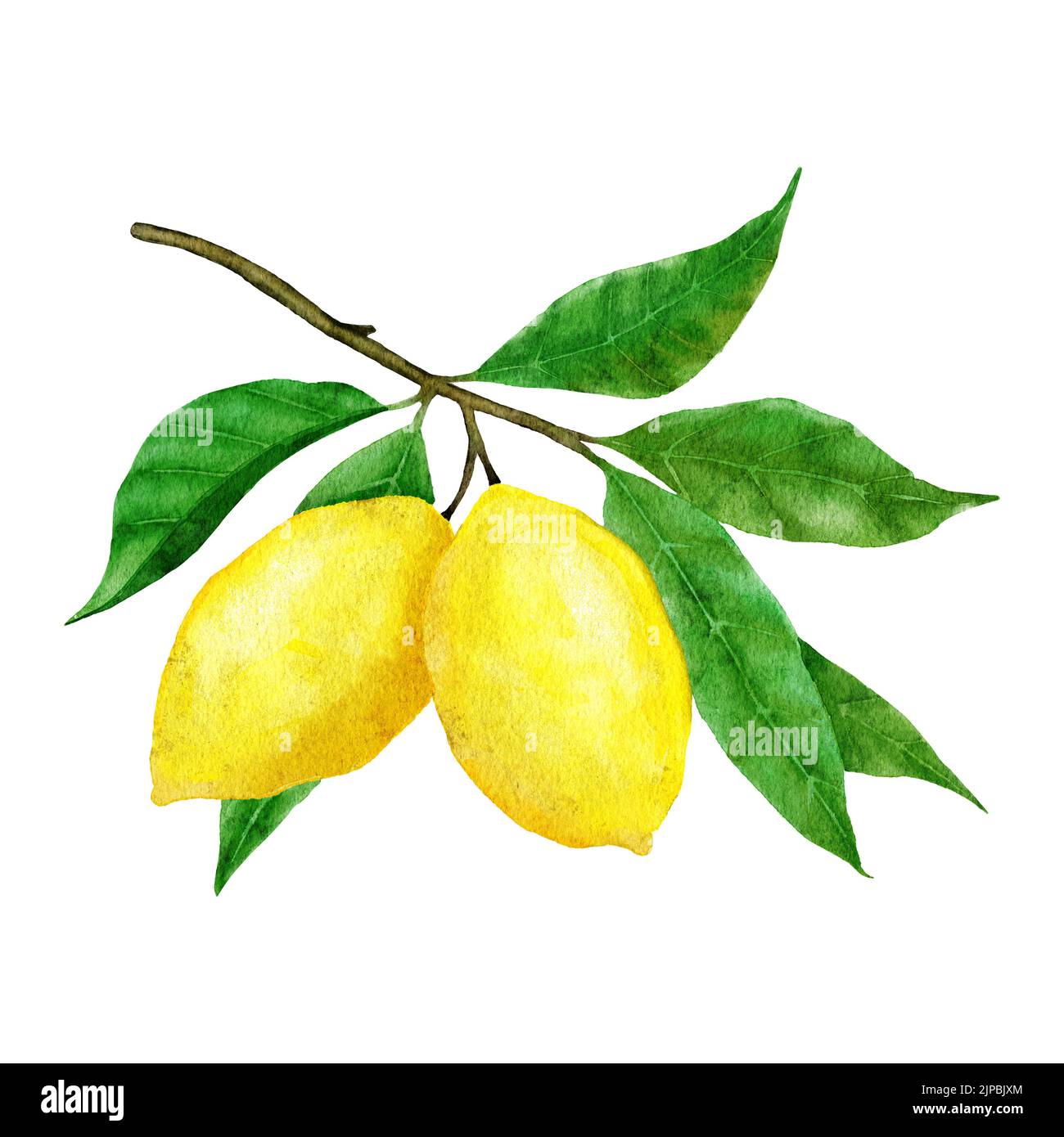 Acquerello disegno a mano con limoni mediterranei gialli maturi e ...