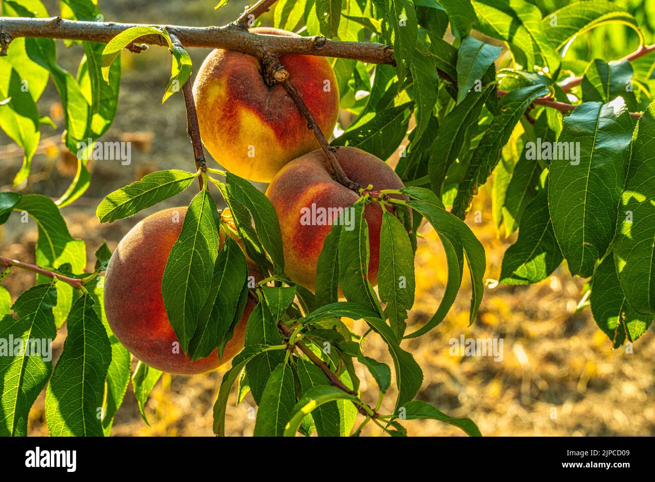 Percoca pesca immagini e fotografie stock ad alta risoluzione - Alamy