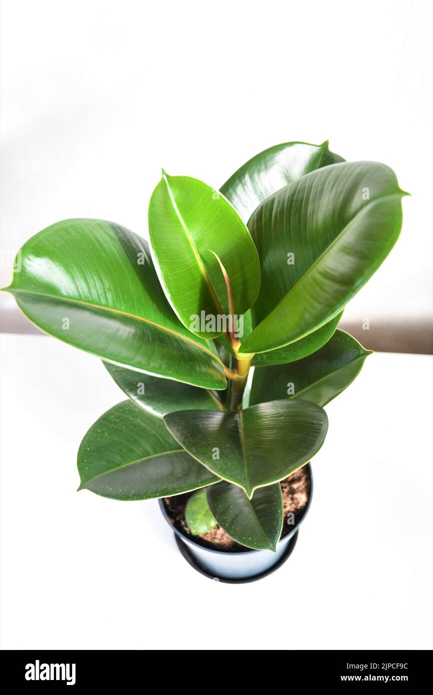 Ficus elastica robusta immagini e fotografie stock ad alta risoluzione ...