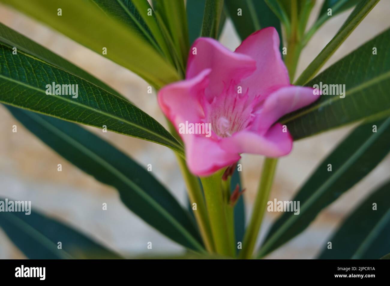 Per gli amanti del rosa immagini e fotografie stock ad alta risoluzione ...