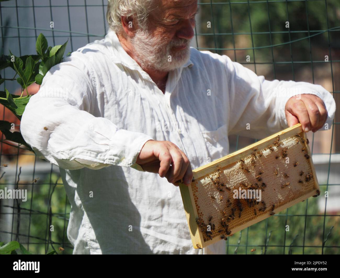 Apicoltore che lavora con api e alveari sull'apiario. Concetto di ...