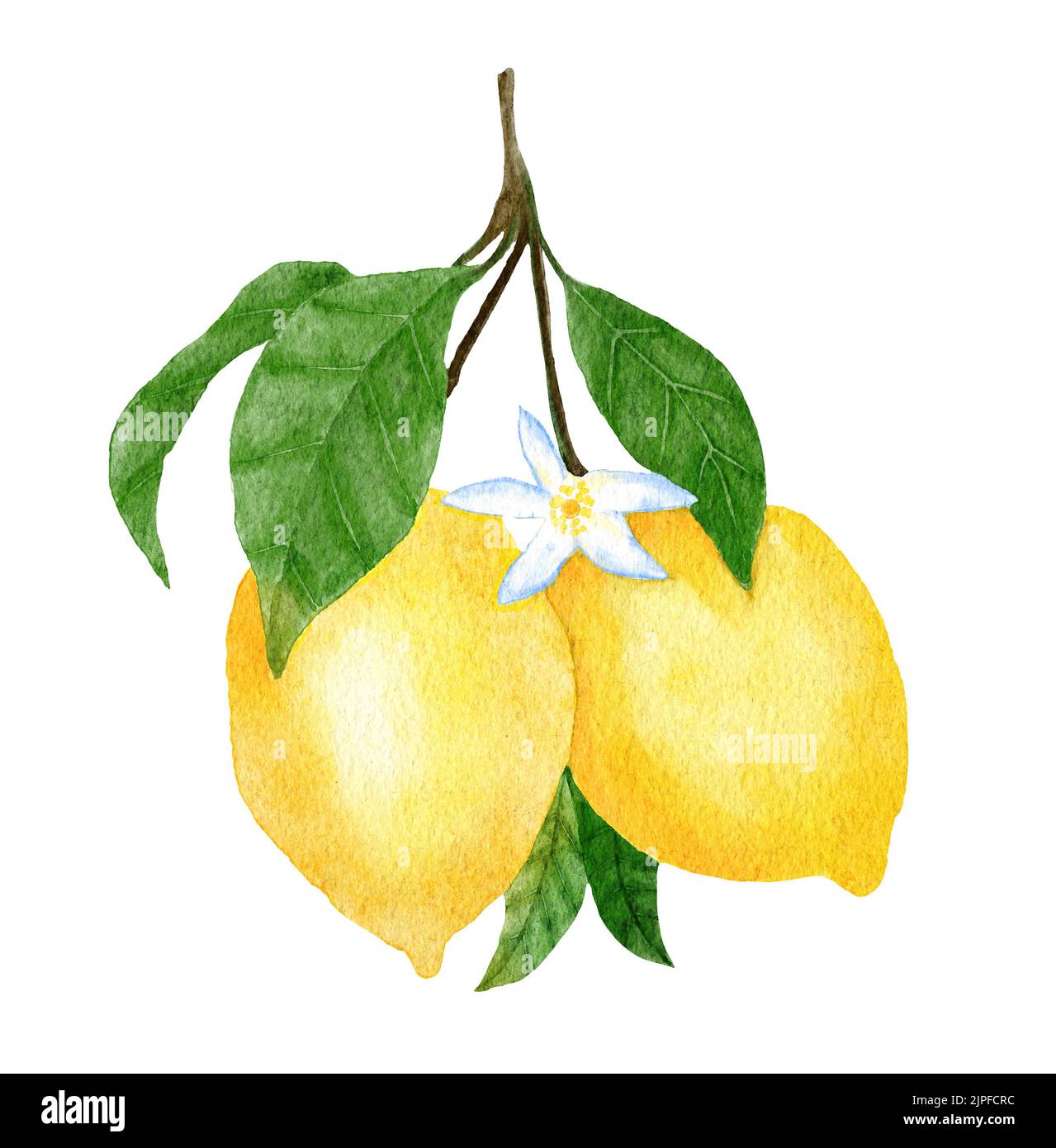 Acquerello disegno a mano con limoni mediterranei gialli maturi e ...