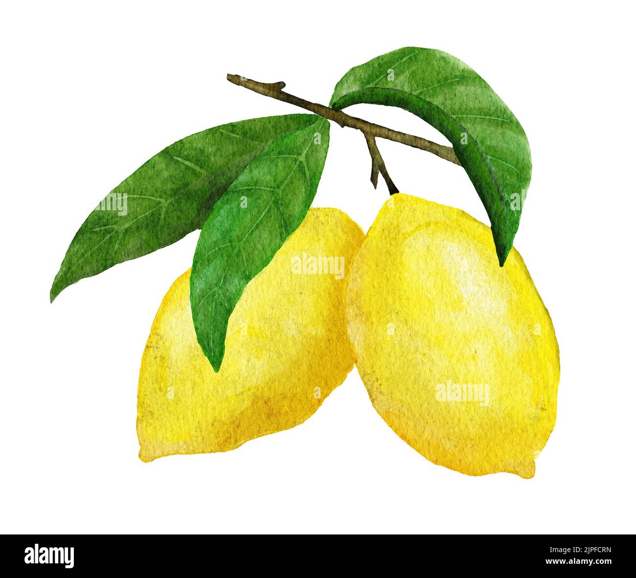 Acquerello disegno a mano con limoni mediterranei gialli maturi e ...