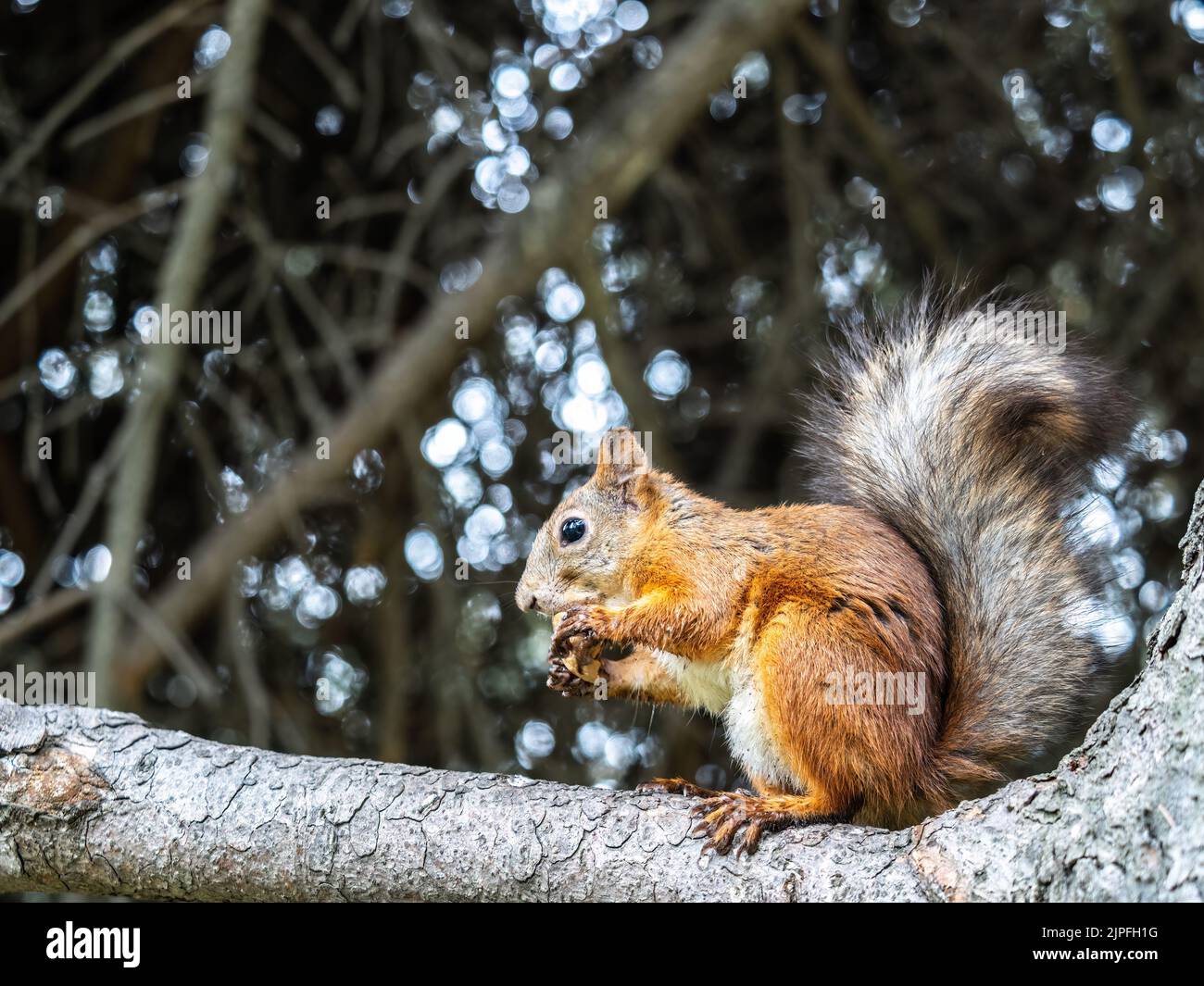 Lo scoiattolo con noci si siede sull'albero in inverno o in autunno ...