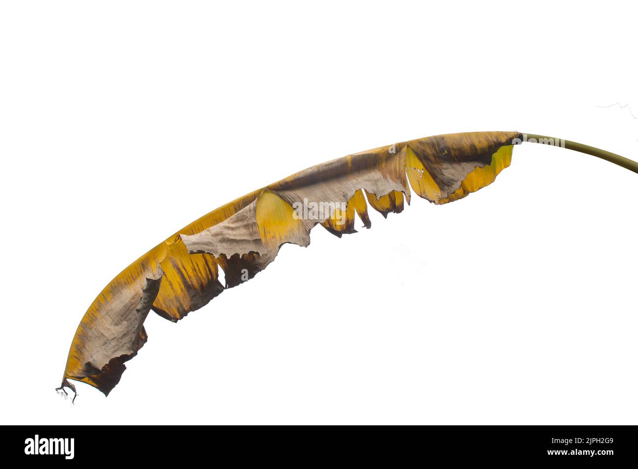 Foglie di banana essiccate immagini e fotografie stock ad alta ...