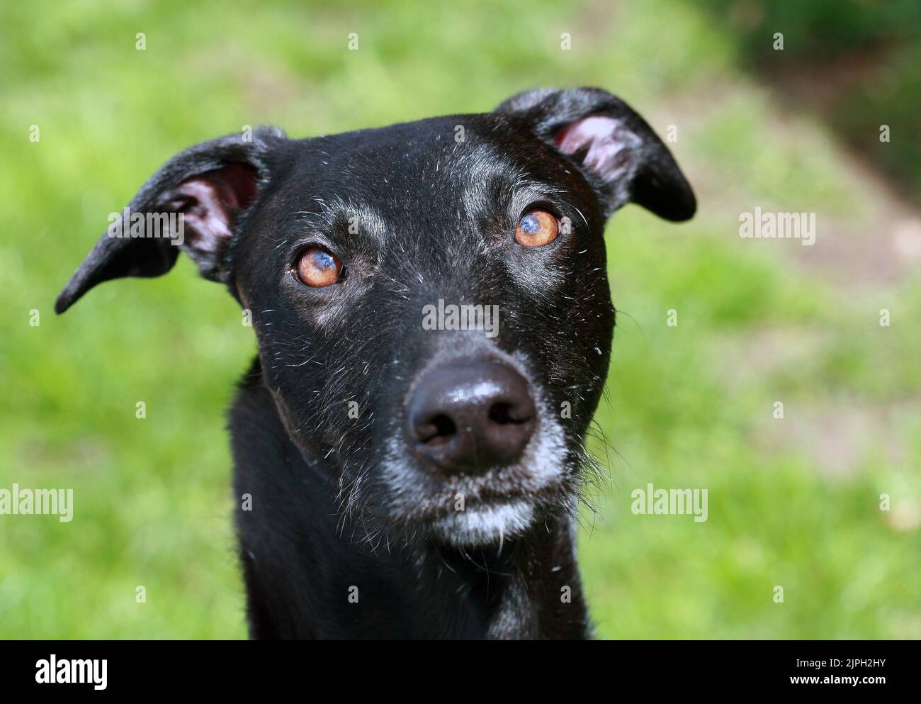 Cani levrieri cani levrieri immagini e fotografie stock ad alta ...
