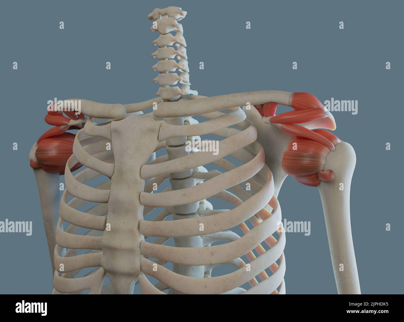 Anatomia dell'articolazione della spalla umana. Legamenti della cuffia ... Anatomia dell'articolazione della spalla umana. Legamenti della cuffia ...